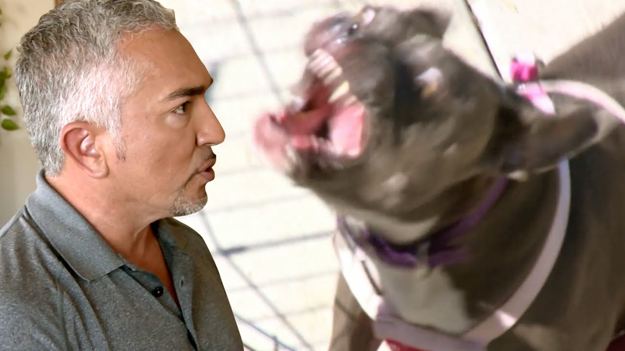 Cesar Millan Faces a Pitbull Terrorizing a Neighborhood | Cesar 911 ...